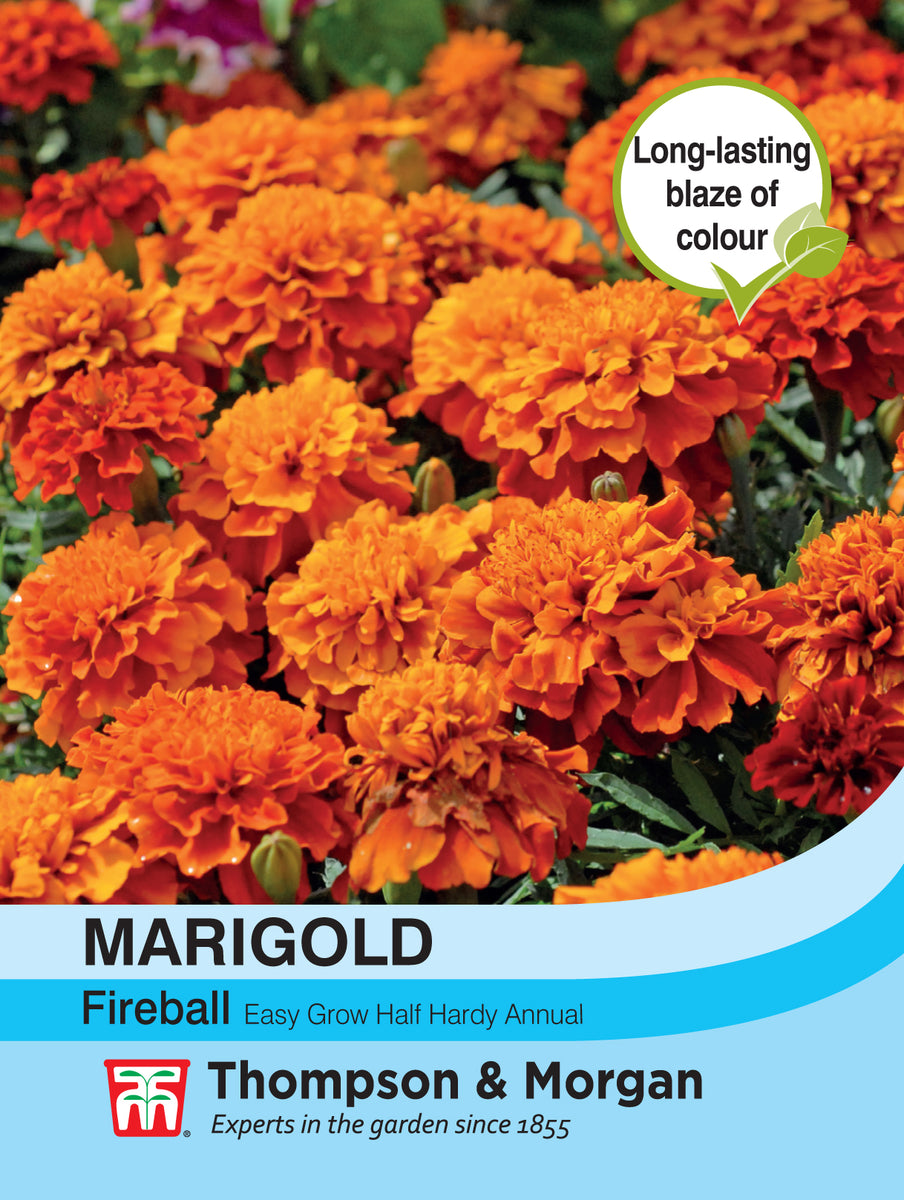 Marigold Fireball- Pack of seeds – Southwood Garden Centre