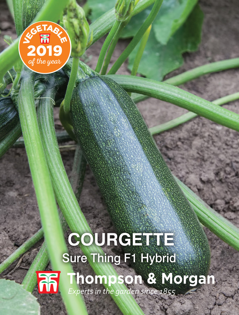 Courgette Sure Thing- Pack of seeds – Southwood Garden Centre