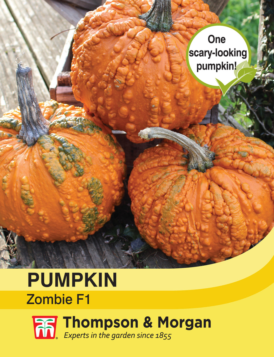 Pumpkin Zombie F1 Hybrid- Pack of seeds – Southwood Garden Centre