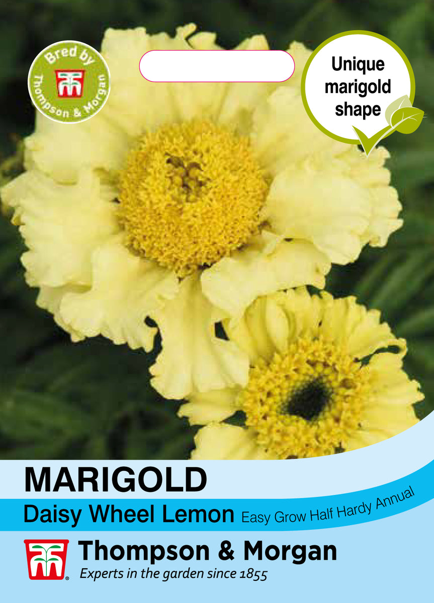 Marigold Daisy Wheel Lemon- Pack of seeds – Southwood Garden Centre