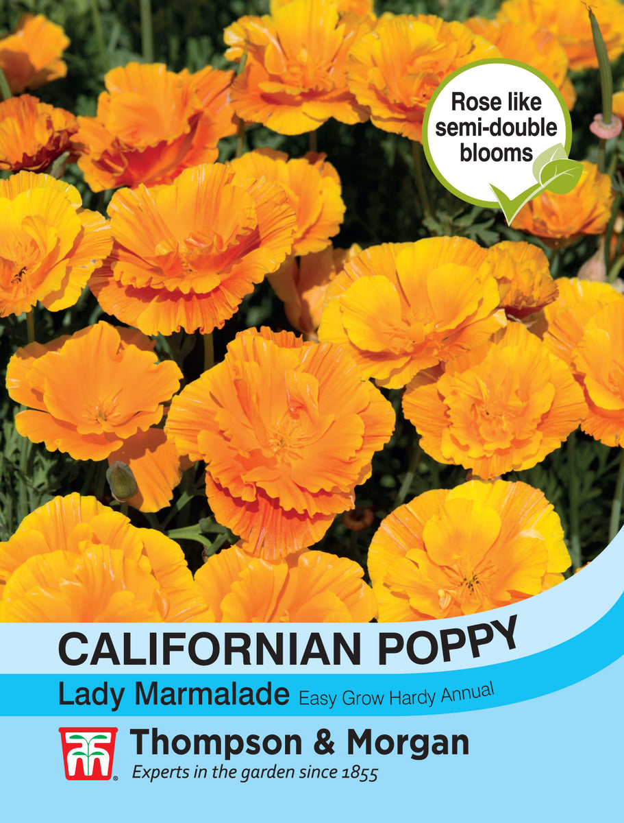 Californian Poppy Lady Marmalade - Pack of seeds – Southwood Garden Centre