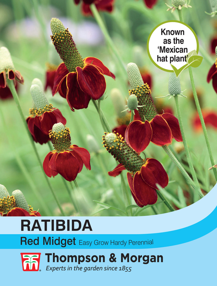 Ratibida columnifera 'Red Midget'- Pack of seeds – Southwood Garden Centre