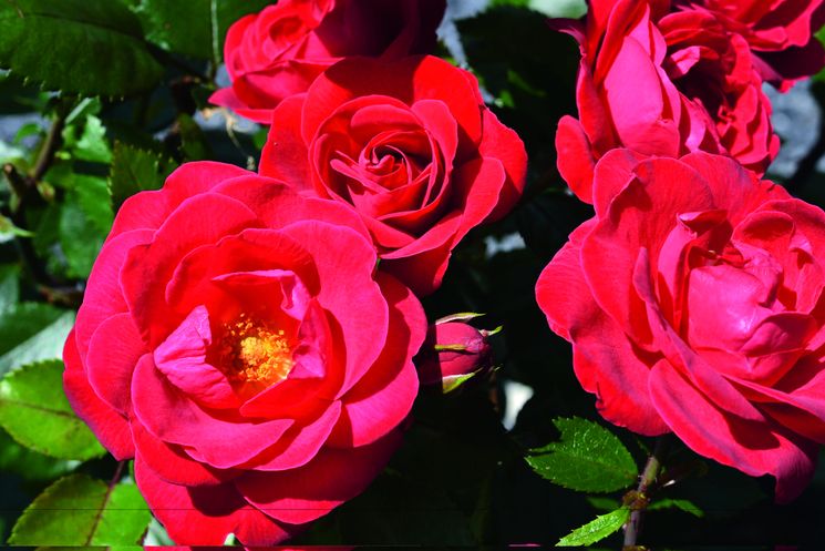 PRECIOUS RUBY deep ruby red- Royalty Rose Bush 3L – Southwood Garden Centre