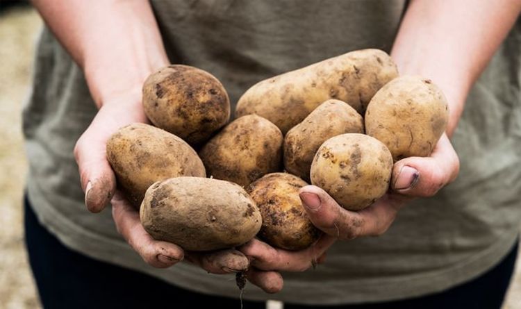 ROCKET- Pack of Seed Potatoes - 2kg – Southwood Garden Centre