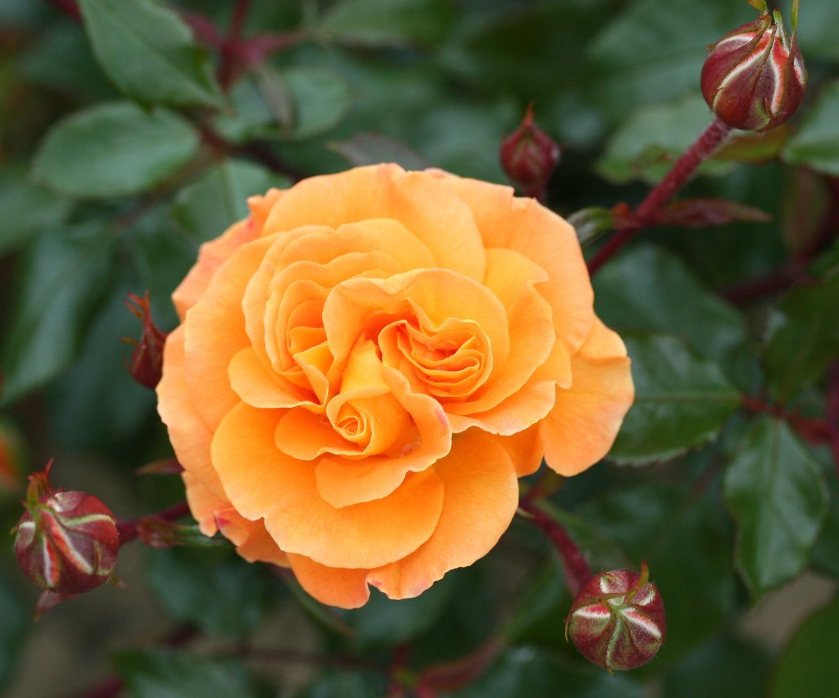 PRECIOUS AMBER orange/amber- Royalty Rose Bush 3L – Southwood Garden Centre