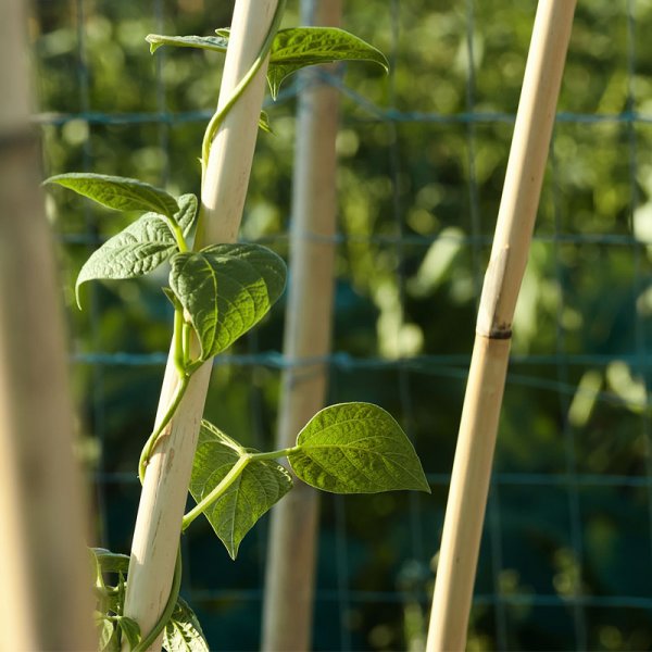120cm Bamboo U Shaped Hoops - 3 Pack – Southwood Garden Centre